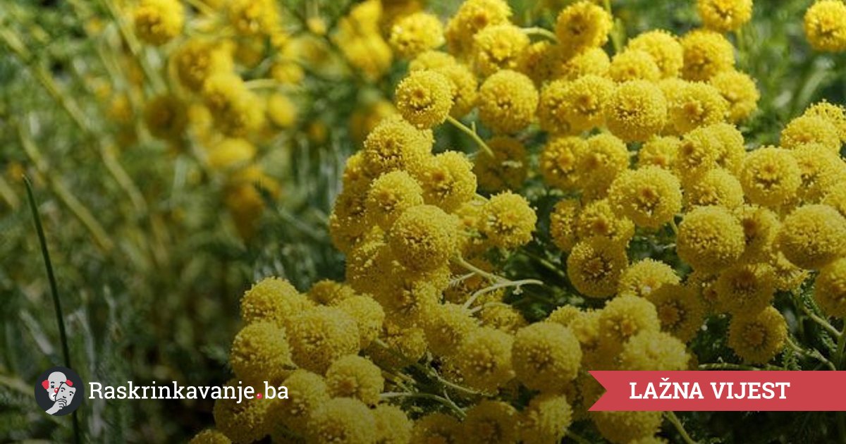 Raskrinkavanje - Niti smilje raste samo na Balkanu, niti magično ...