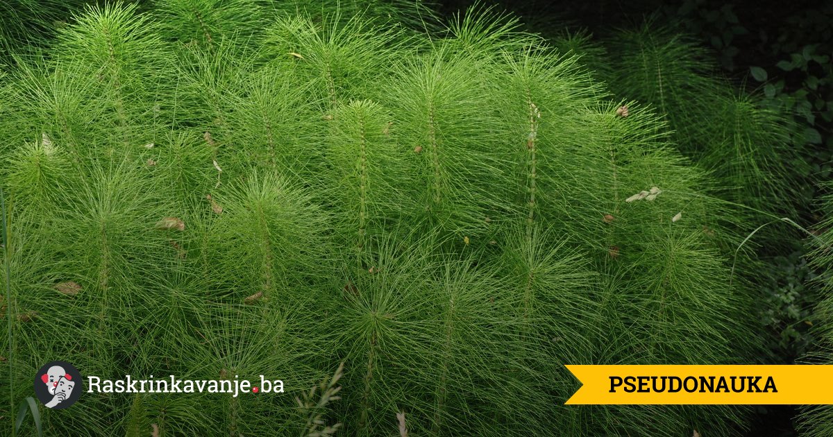 Raskrinkavanje - Preslica nije lijek protiv tuberkuloze i drugih ...